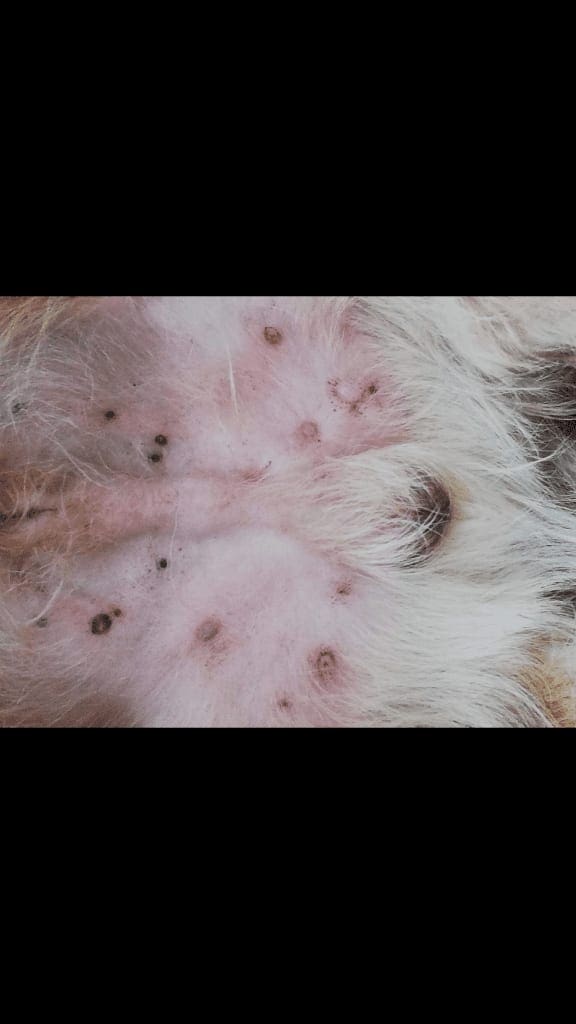 Udslet under bugen hos hund - Gærum Dyreklinik