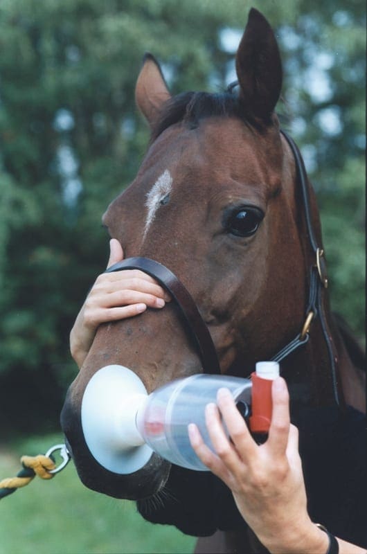 Equine Haler inhalationsmaske - Gærum Dyreklinik