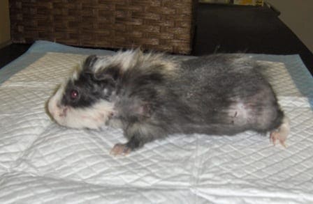 Sellnick - Gærum Dyreklinik