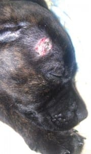 Ringorm hos hund - Gærum Dyreklinik